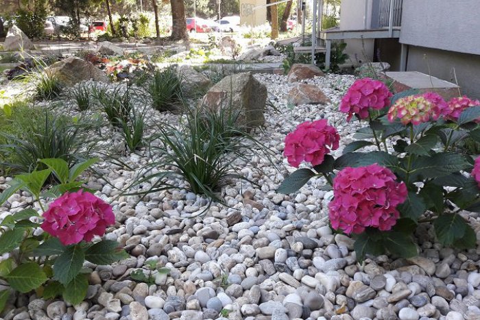 Petržalka je plná kvetov. Vďaka mestskej časti aj obyvateľom sú ulice ...